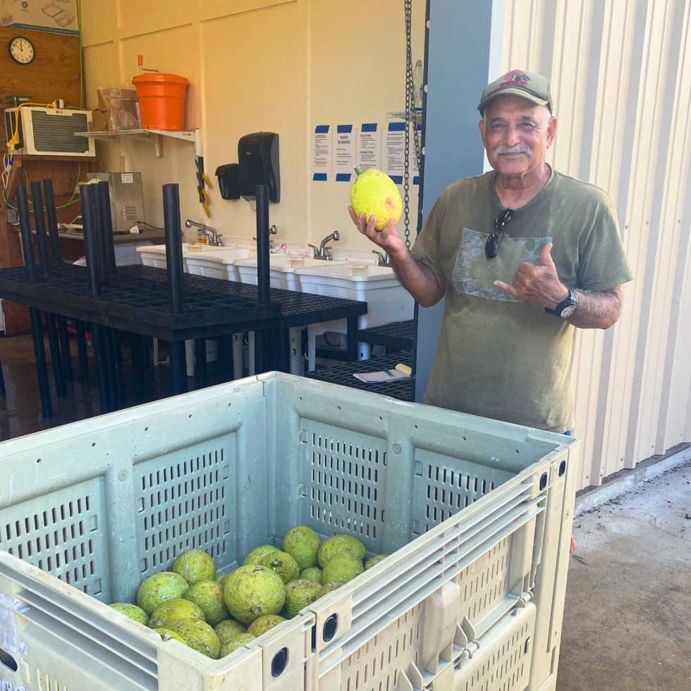 This Farmer-Led Co-op is Growing a Sustainable ‘Ulu Industry for Hawai ...
